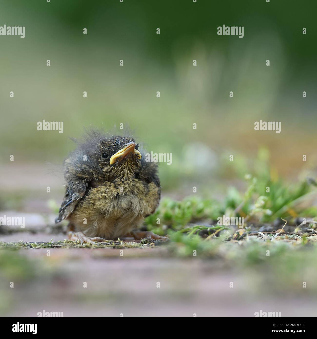 Format fledgling robin hi-res stock photography and images - Alamy