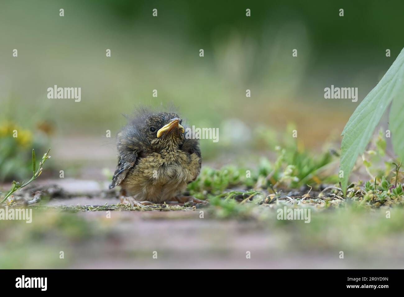 seems helpless... Robin Redbreast ( Erithacus rubecula ), not yet ...