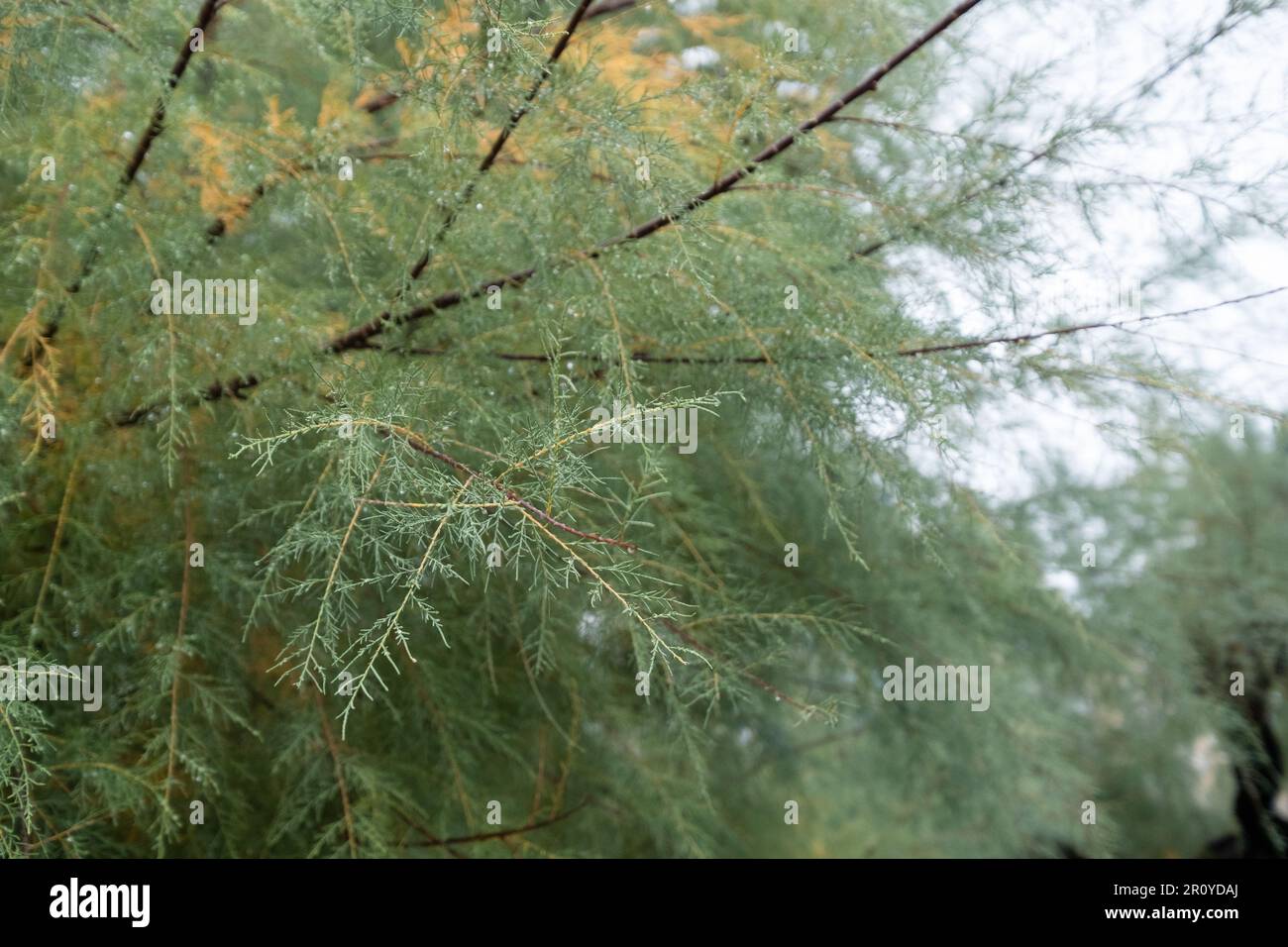 Alderdi and eder and park hi-res stock photography and images - Alamy