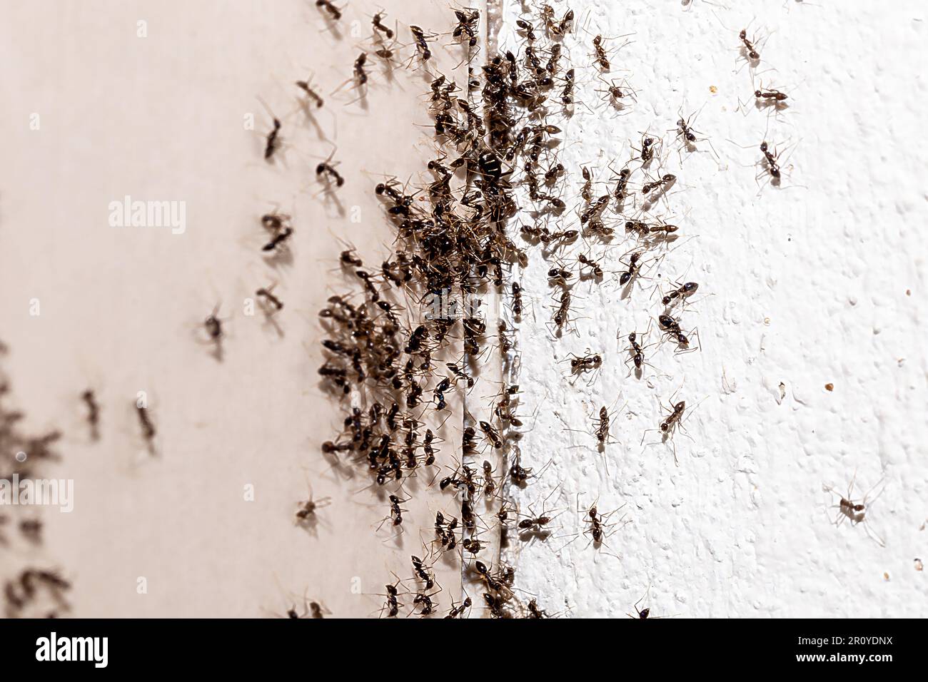 ant infestation, hole and crack in the wall with insects, need for ...