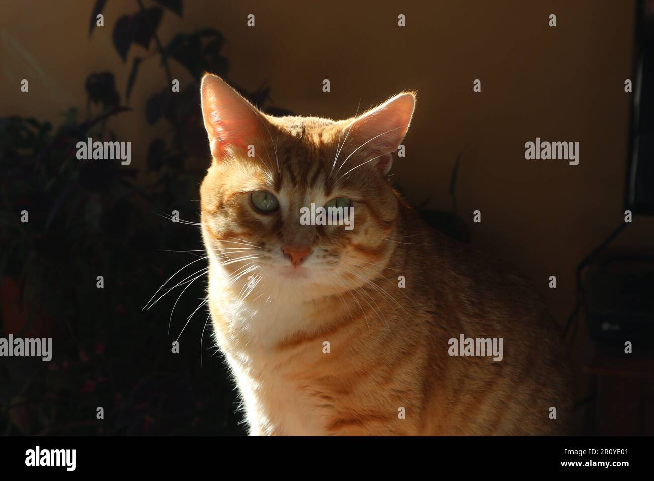 Gato tabby naranja hi-res stock photography and images - Alamy