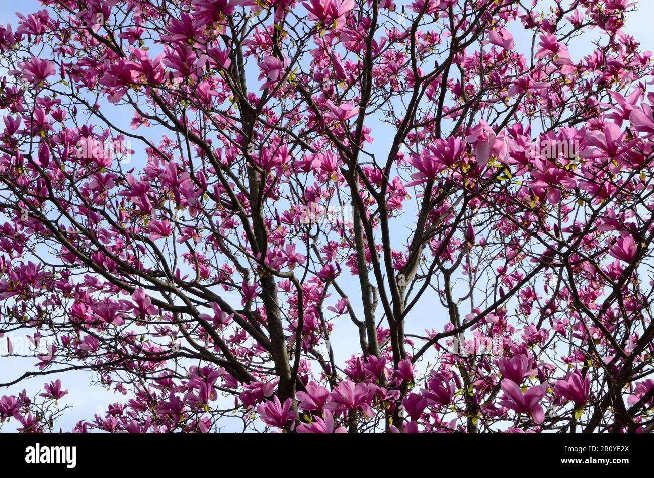 Tree with pink flowers on a spring day in Paris, France Stock Photo - Alamy