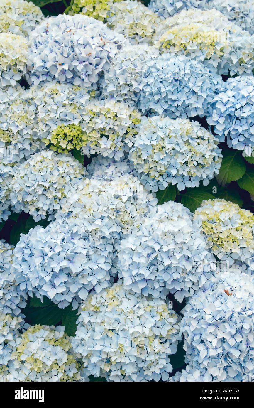 Blooming Hydrangea macrophylla bush with pale blue colored flowers ...