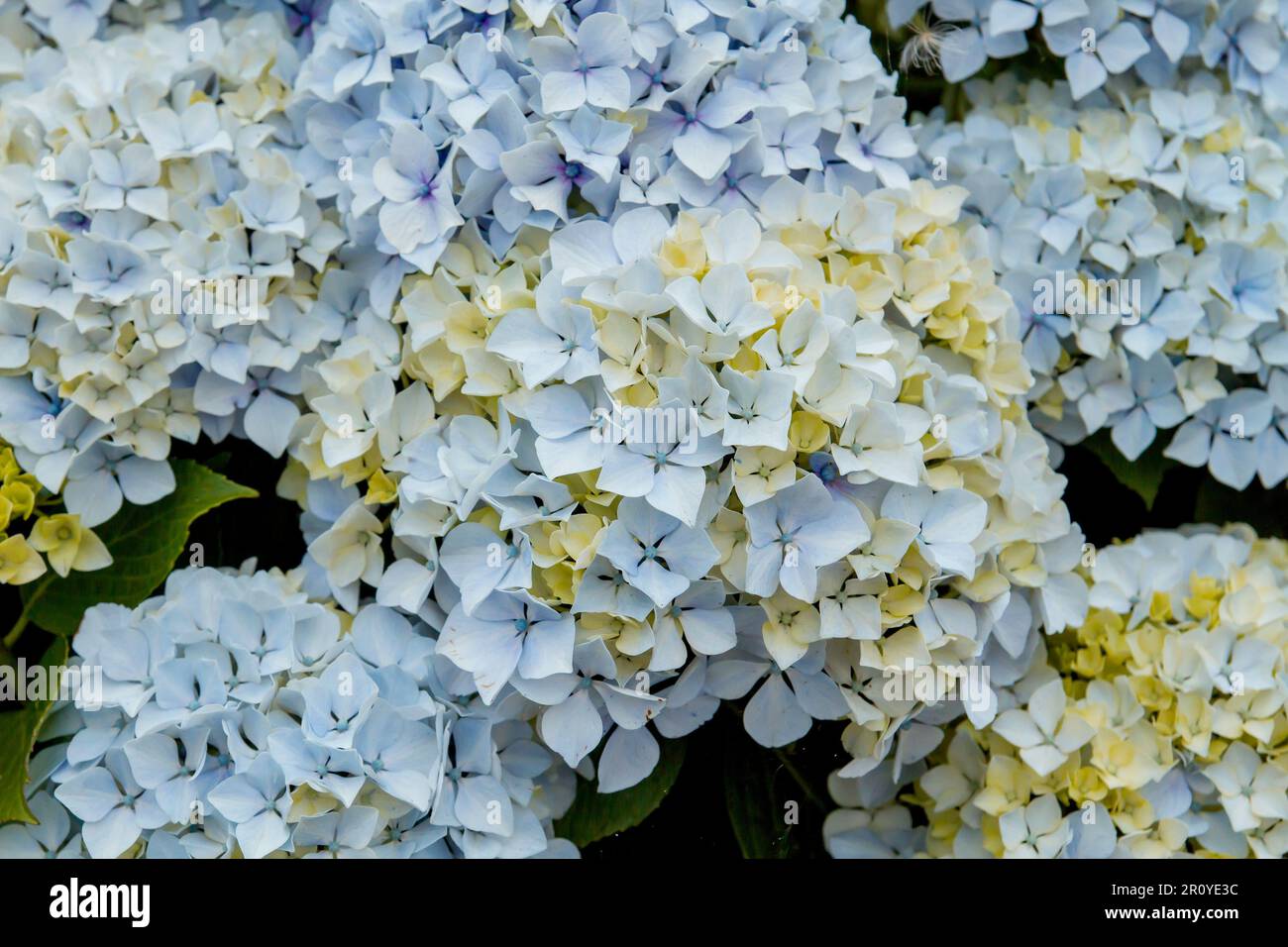 Blooming Hydrangea macrophylla bush with pale blue colored flowers ...