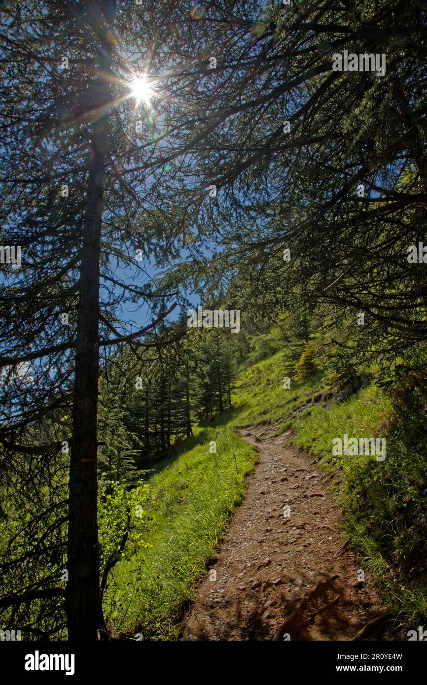 Sun rays through the trees and a mounatin path Stock Photo - Alamy
