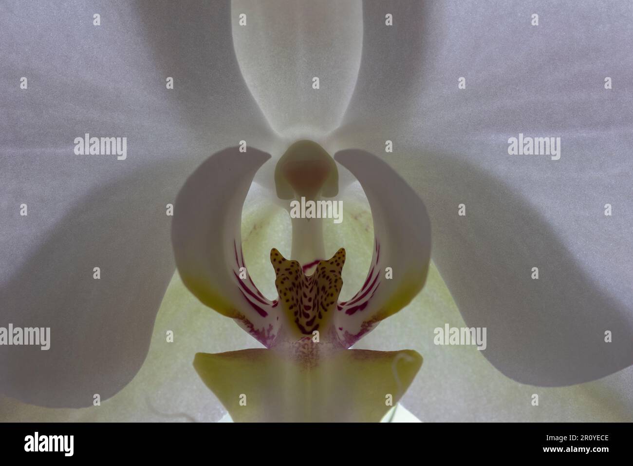 Phalaenopsis mariposa hi-res stock photography and images - Alamy