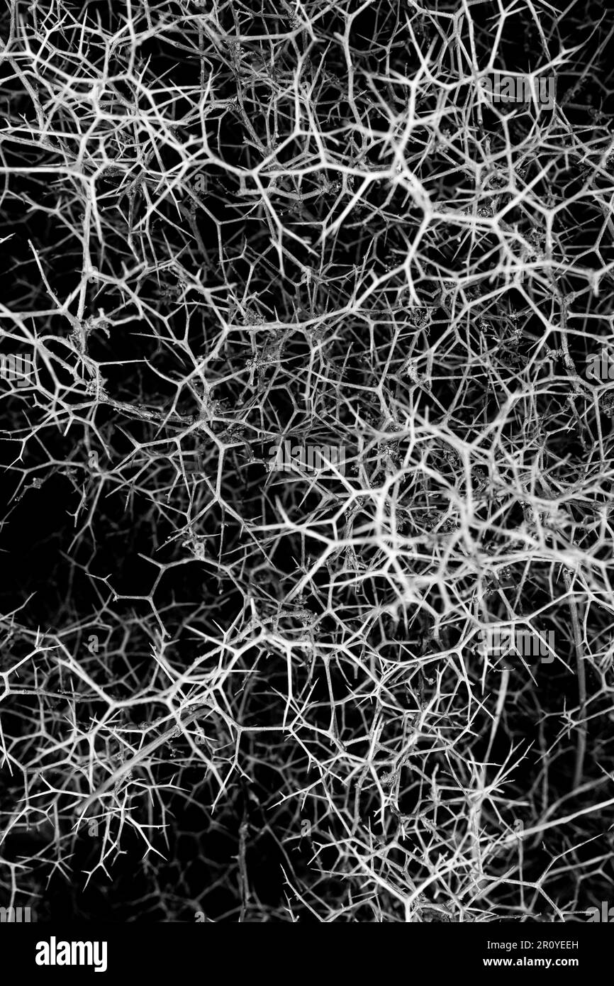 Variety in branches Black and White Stock Photos & Images - Alamy