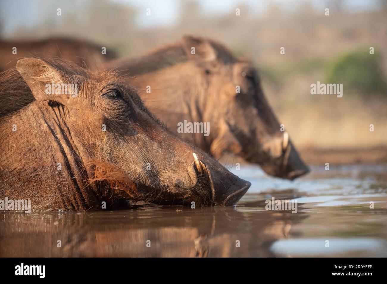 A Common warthog wading into a water hole in South Africa Stock Photo ...