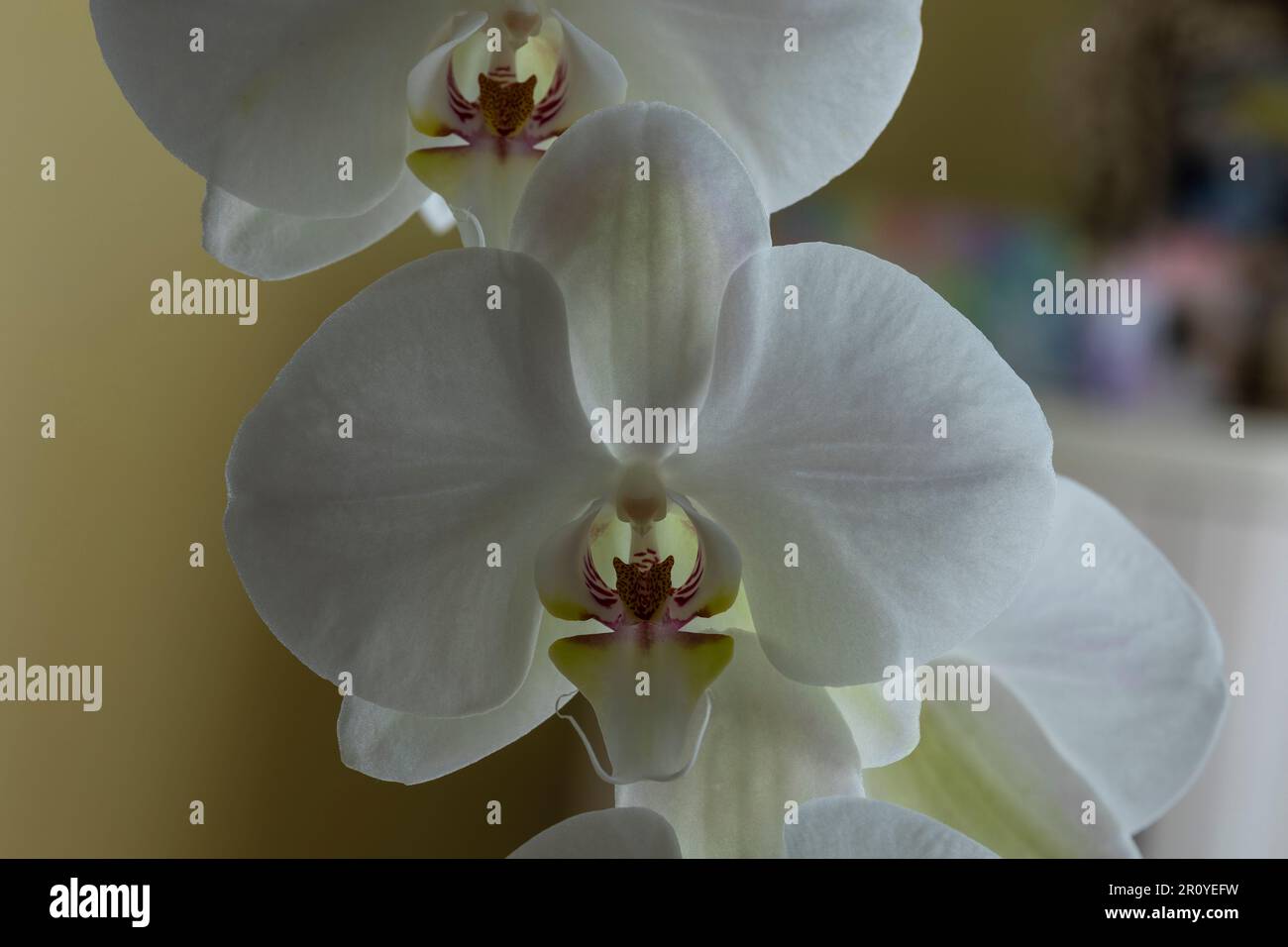 Phalaenopsis mariposa hi-res stock photography and images - Alamy