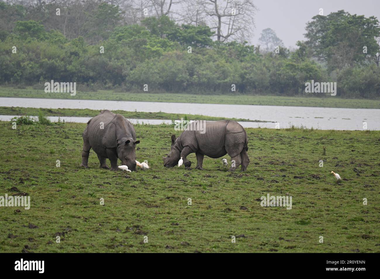 Two Indian single horned rhinoceros are grazing in the open area Stock ...