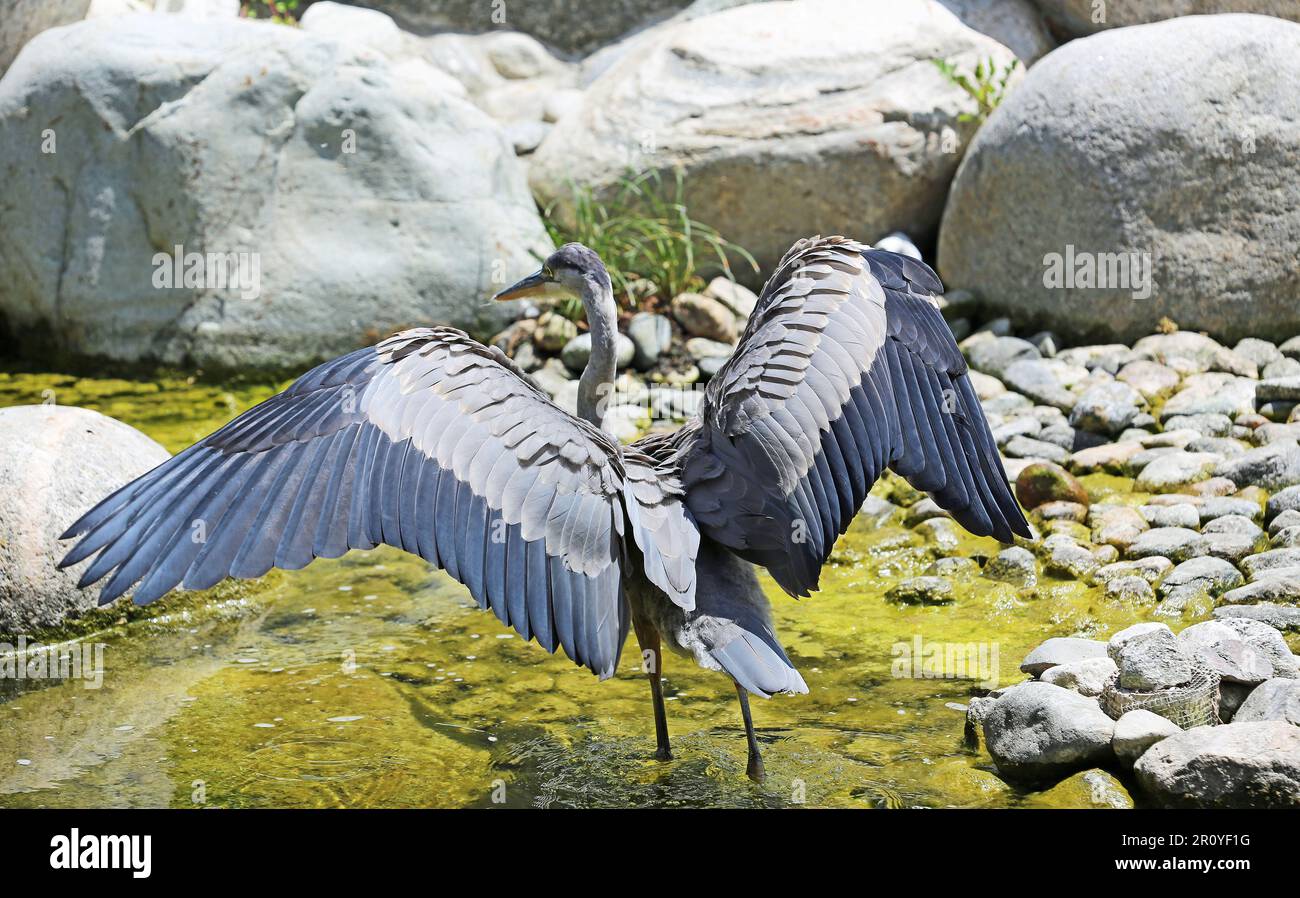 Great blue heron with outspread wings Stock Photo - Alamy