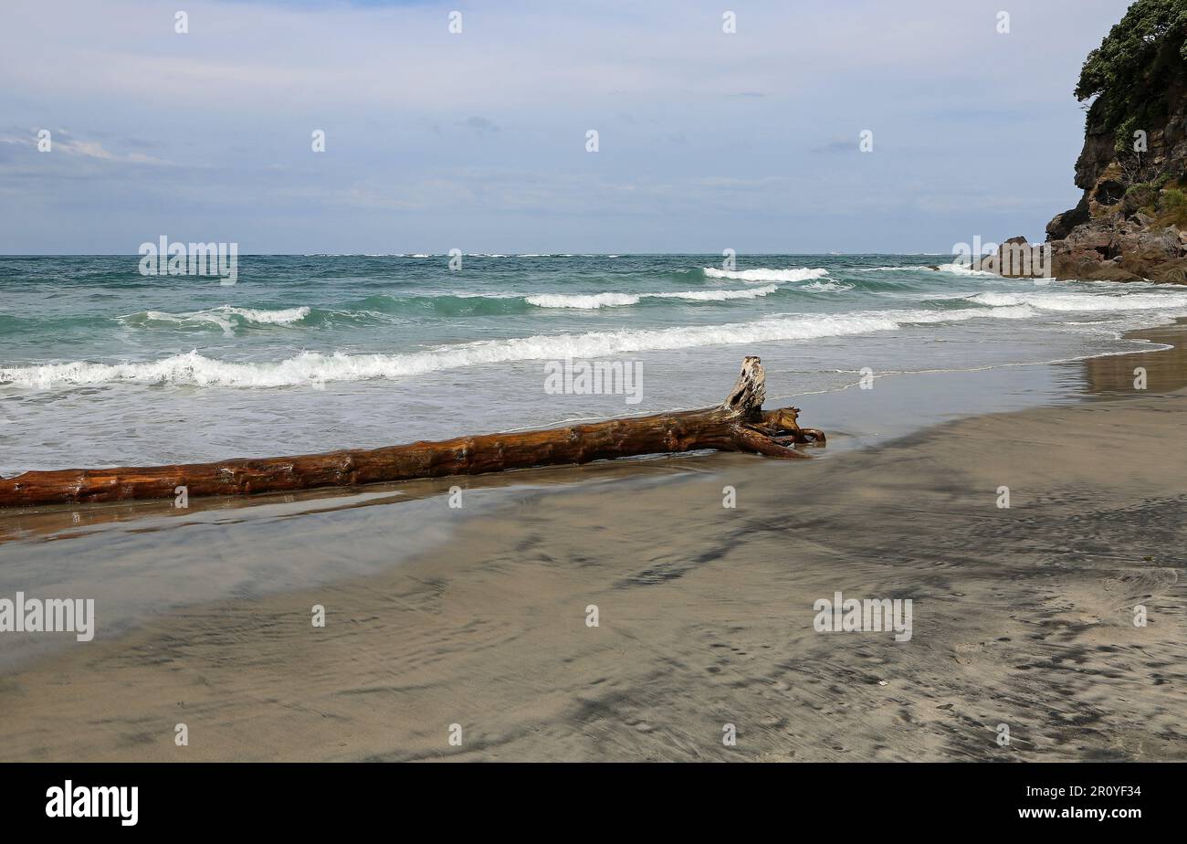 Wooden log on the beach - Waihi Beach - New Zealand Stock Photo - Alamy