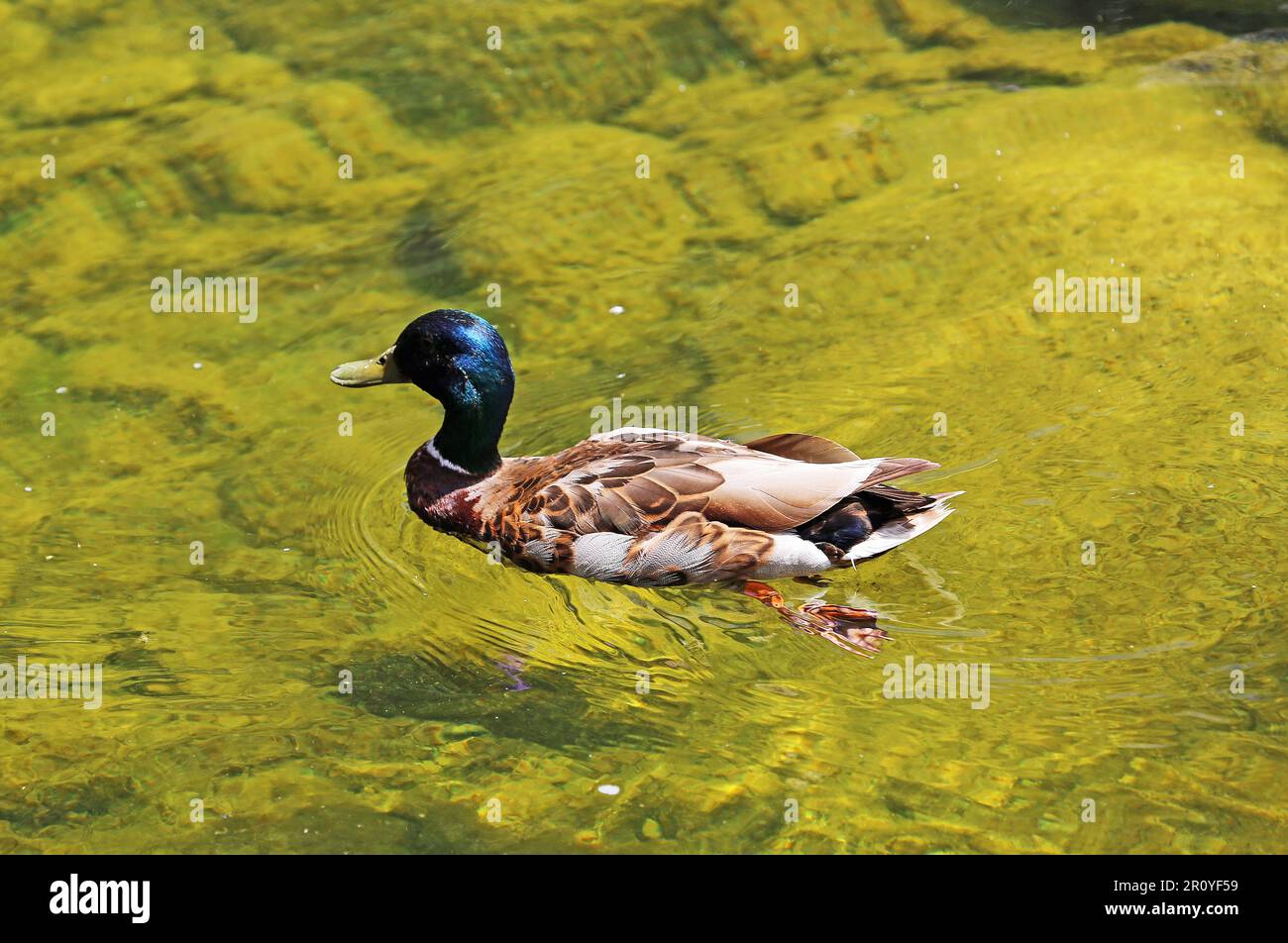 Male duck in water Stock Photo - Alamy
