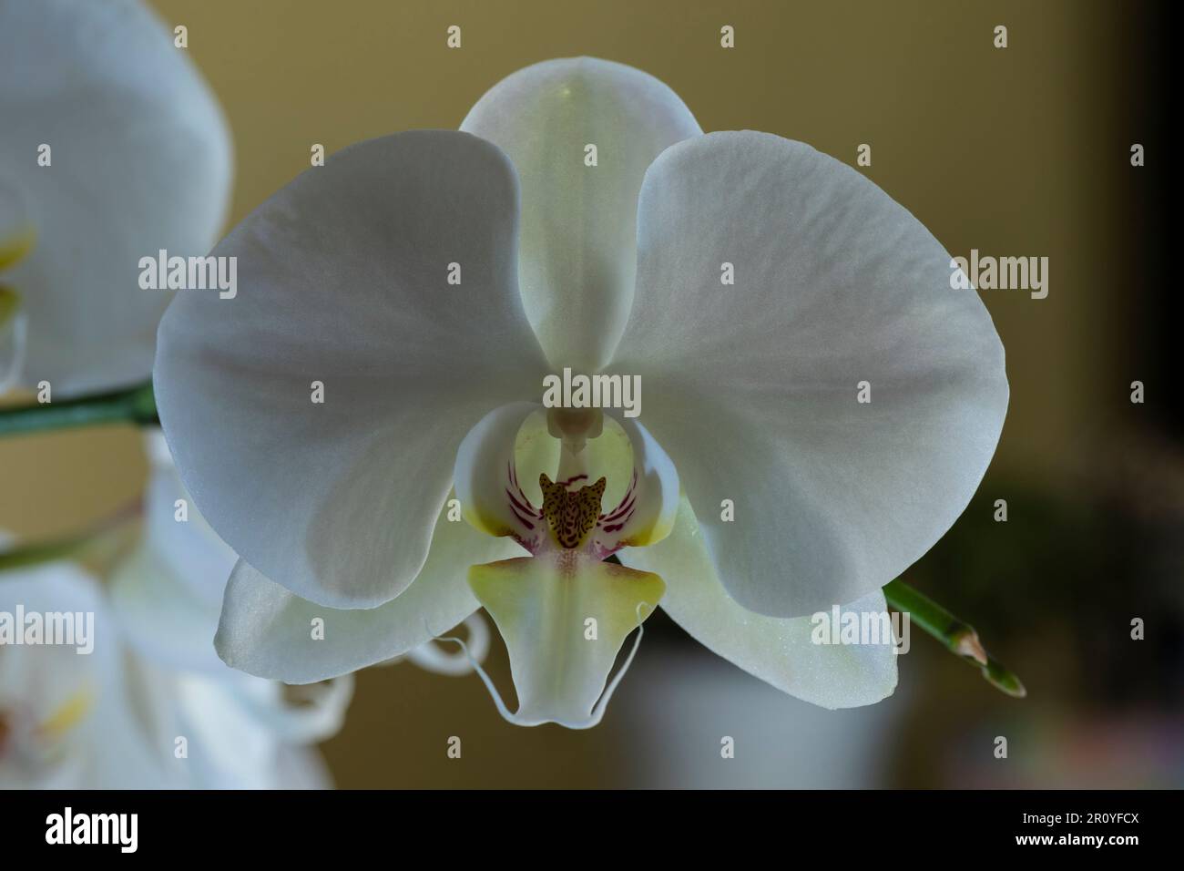 Phalaenopsis amabilis, commonly known as the moon orchid, moth orchid ...