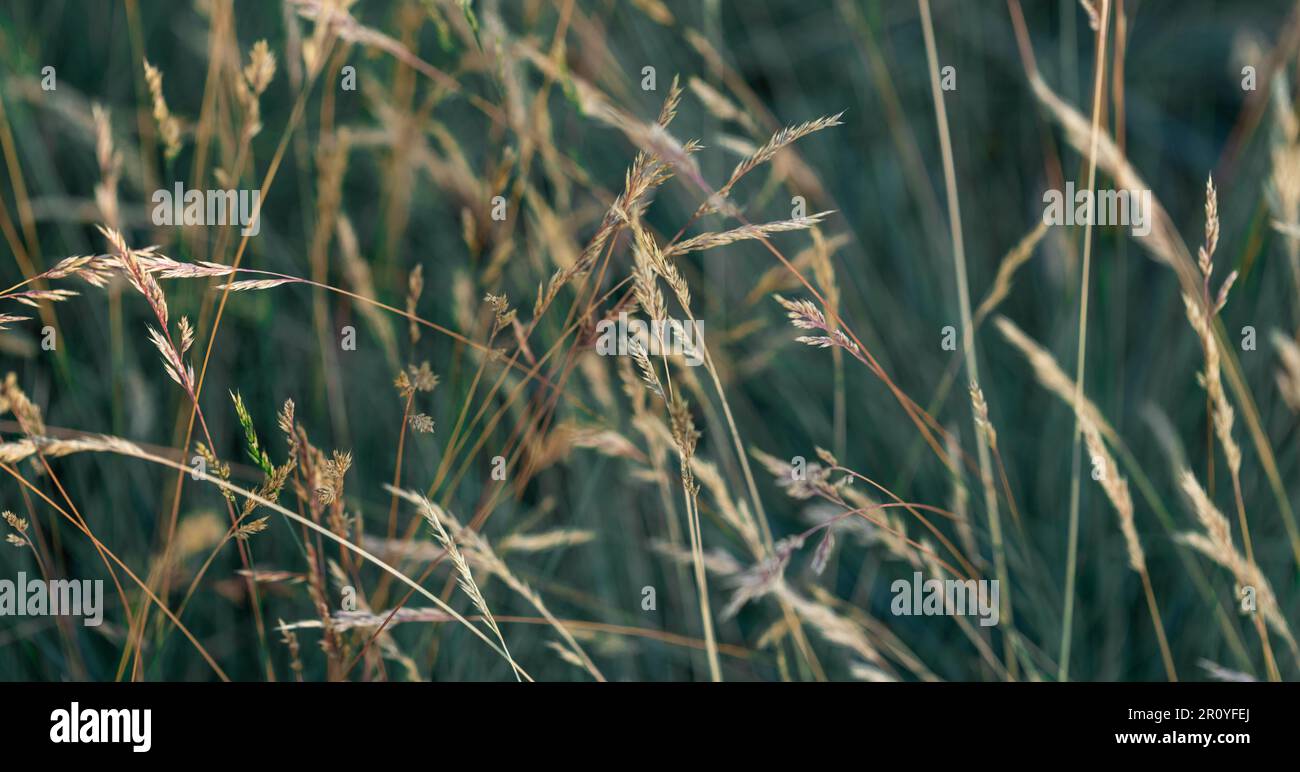 Dry grass meadow background. Fresh outdoor natural grass background ...