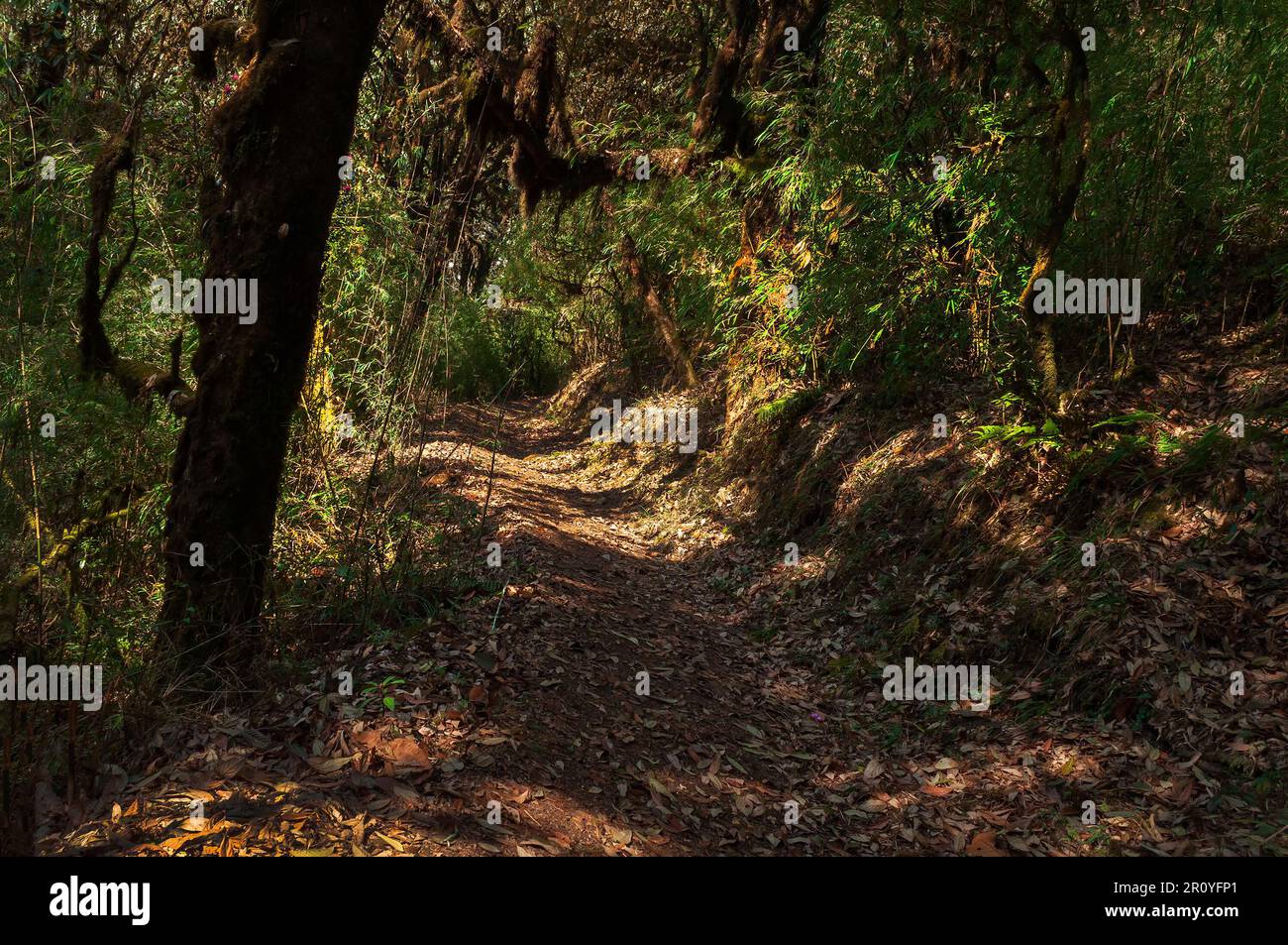 Trekking route through dense forest towards Varsey Rhododendron ...