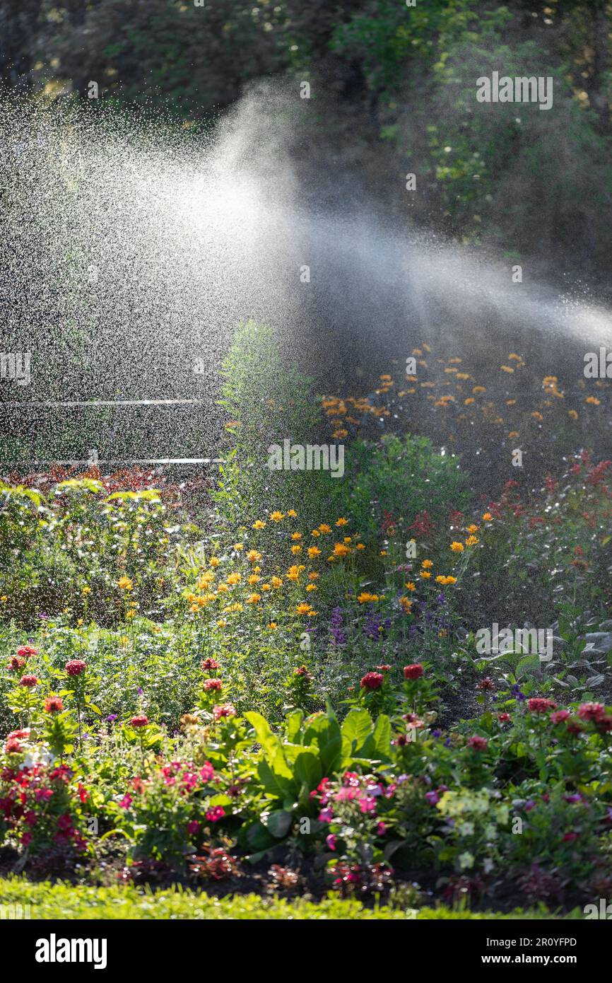 Watering flowers in summer park in morning. Flower bed with water drops ...
