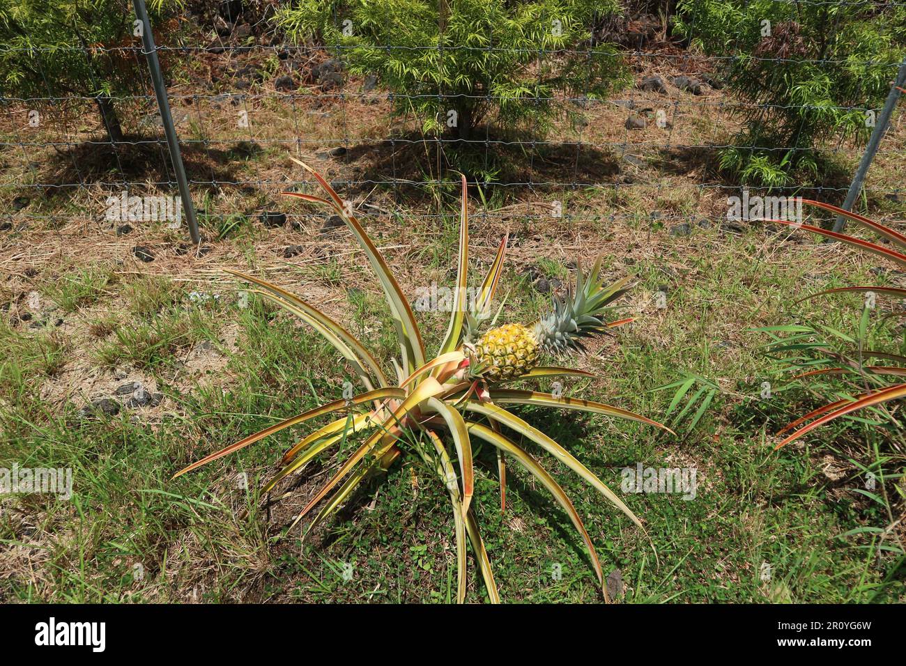 Planta de frutas hi-res stock photography and images - Alamy