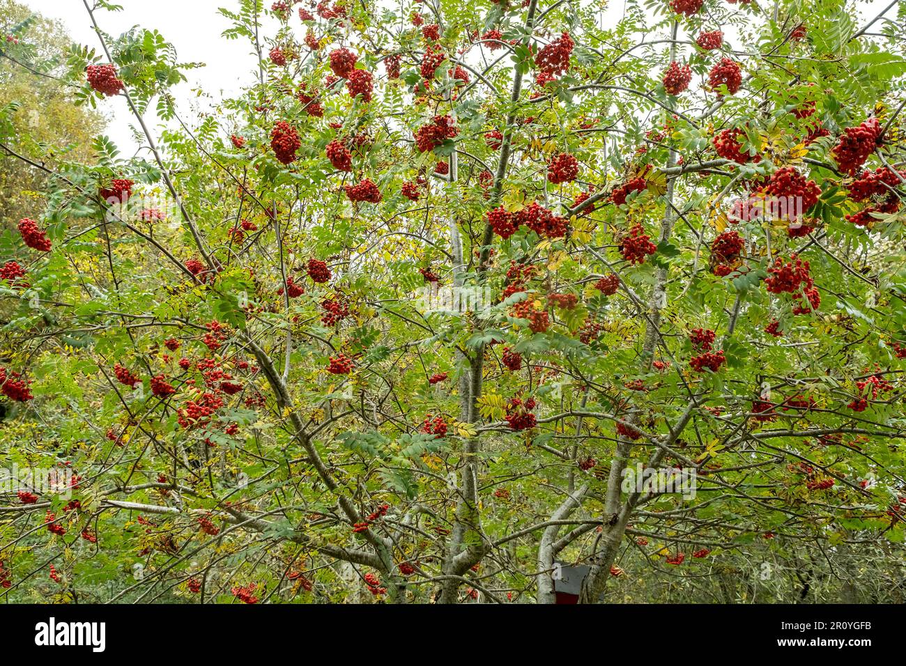 Rowan (Sorbus aucuparia) tree laden with red berries Stock Photo - Alamy