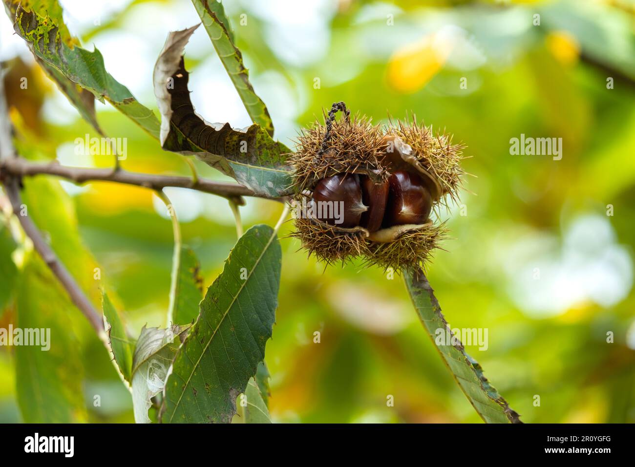 Botany chestnut bur hi-res stock photography and images - Alamy