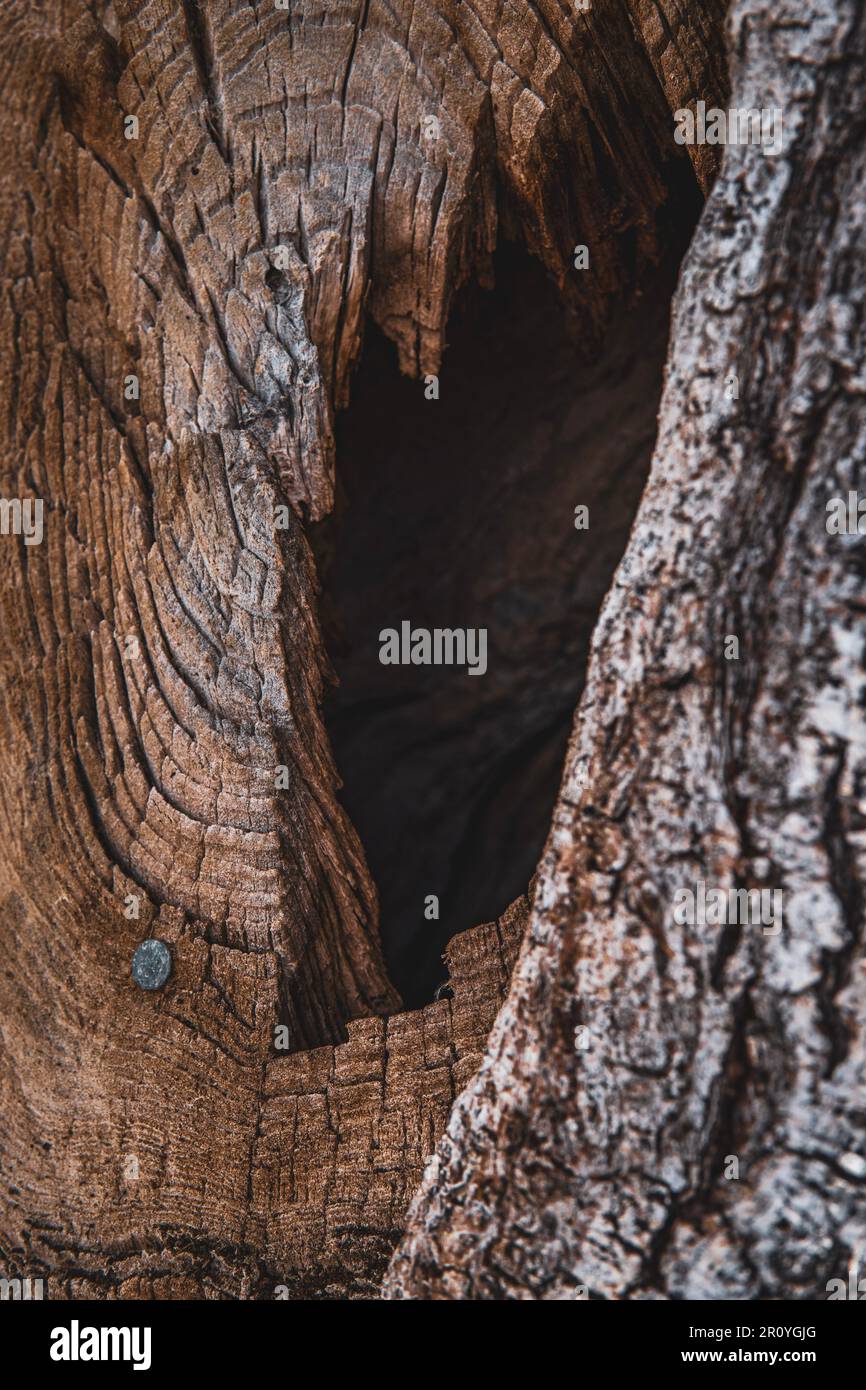 A close-up shot of an old tree stump with a hole in the center, visible ...