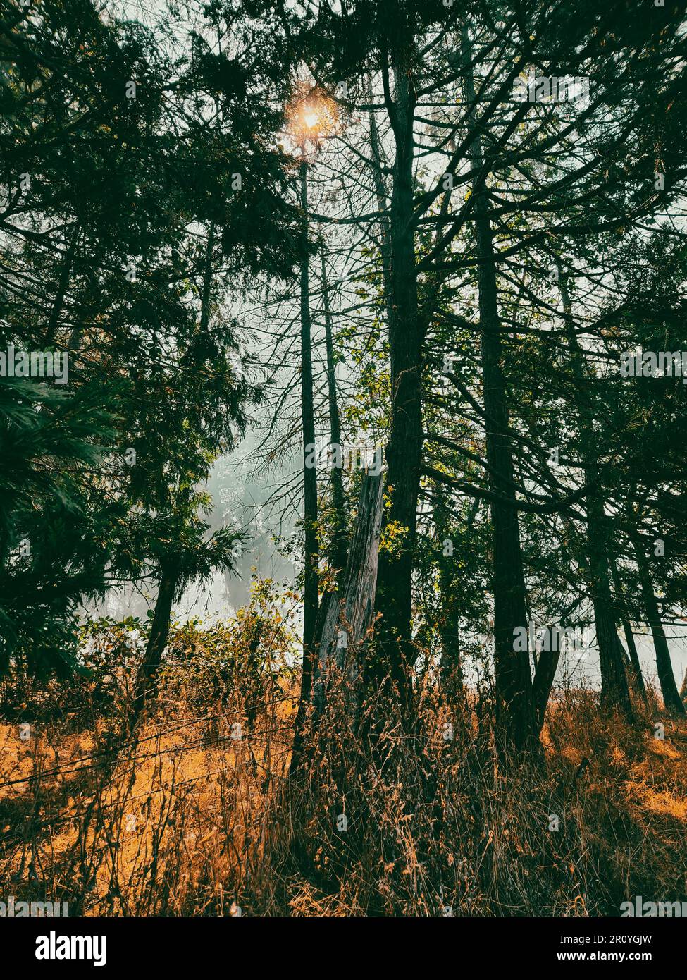 A picturesque landscape featuring a row of tall trees with sun shining ...