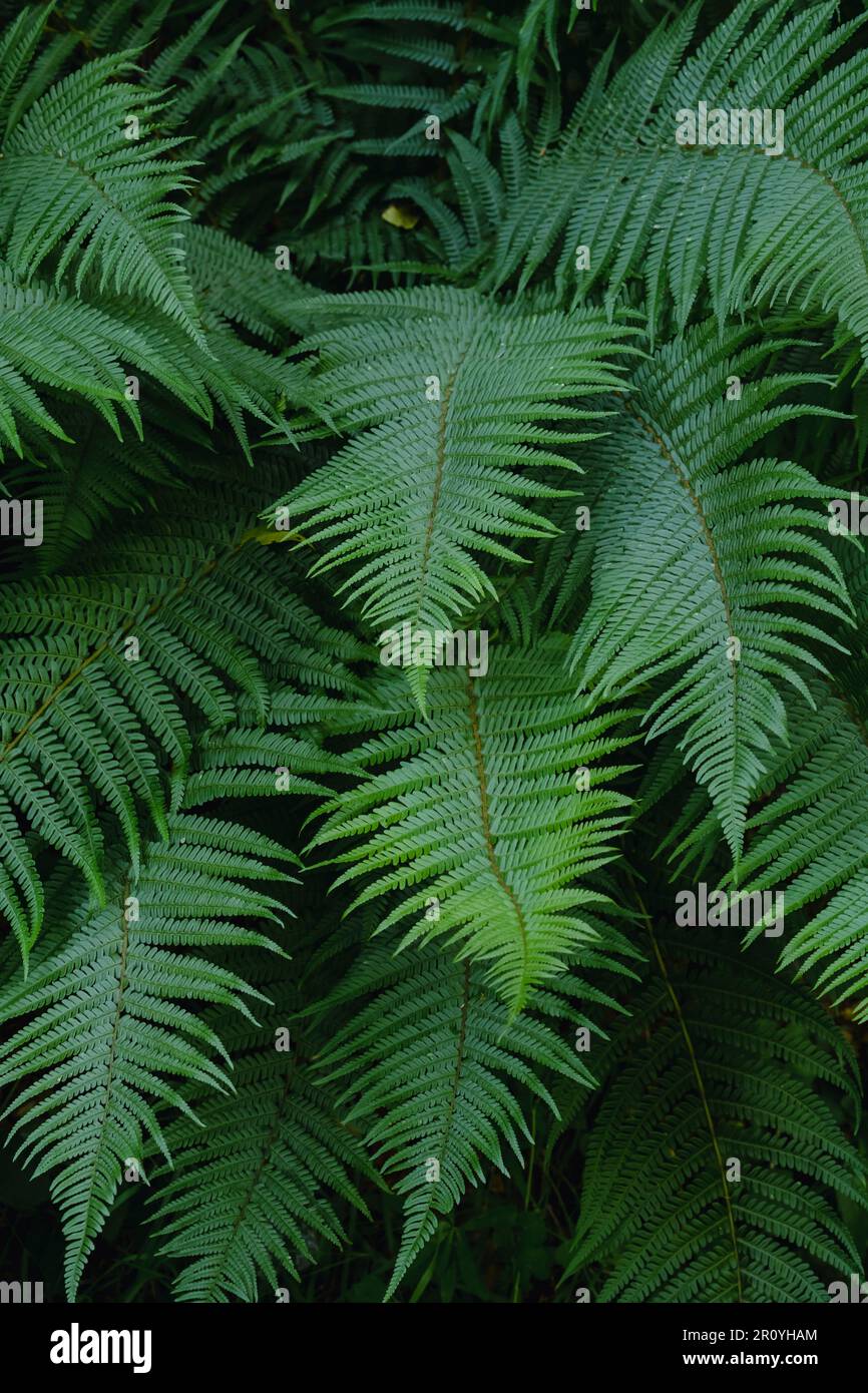 Scaly male fern (Dryopteris affinis) green fronds Stock Photo - Alamy