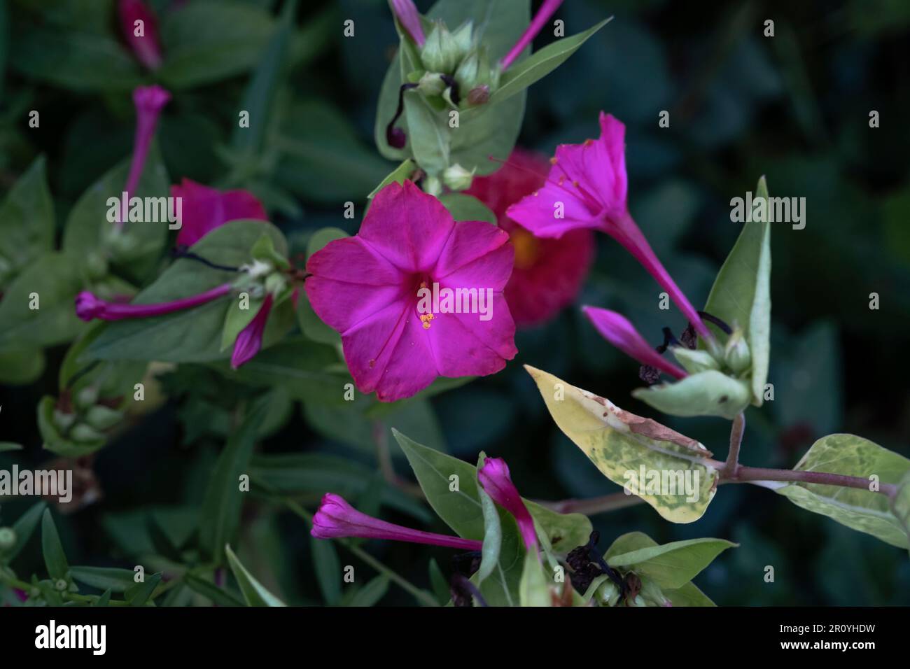 Marvel of peru hi-res stock photography and images - Alamy