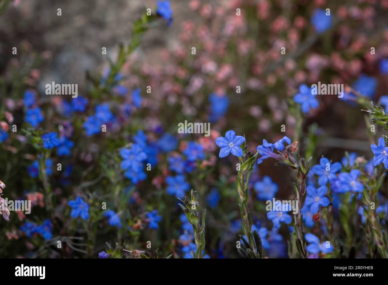 Creeping gromwell (Glandora prostrata) blue purplish wild flowers Stock ...