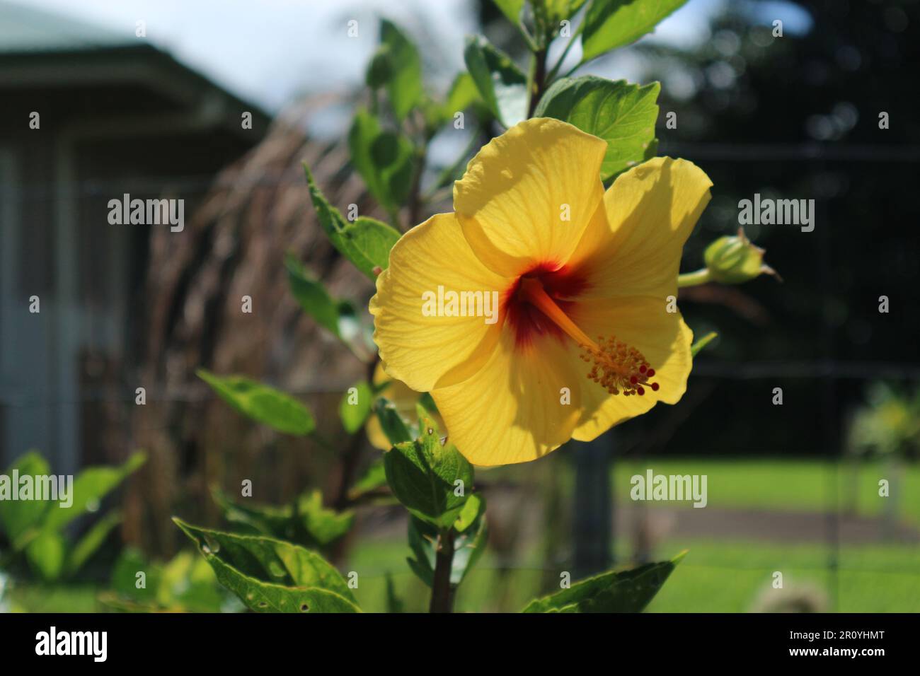 Plantas hawaianas hi-res stock photography and images - Alamy