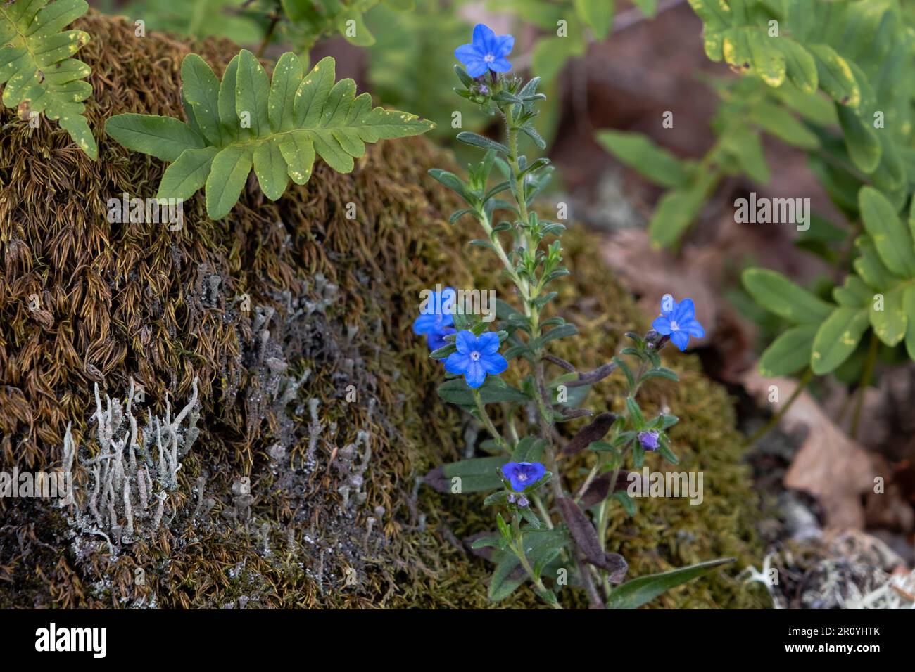 Creeping gromwell (Glandora prostrata) blue wild flowers blooming in a ...