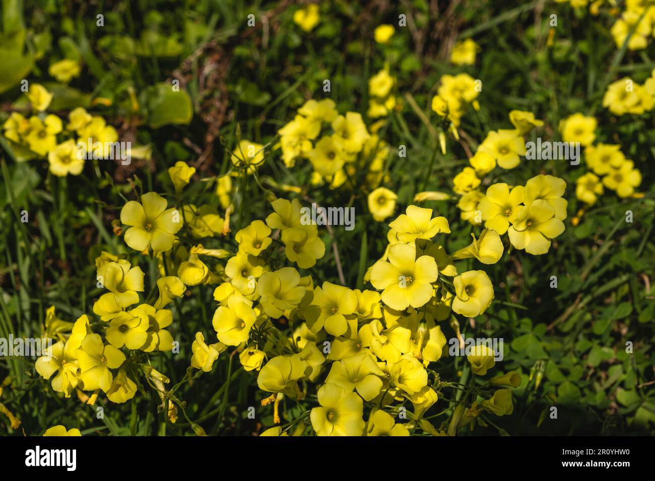 Sourgrass (Oxalis pes-caprae) yellow flowers blooming Stock Photo - Alamy