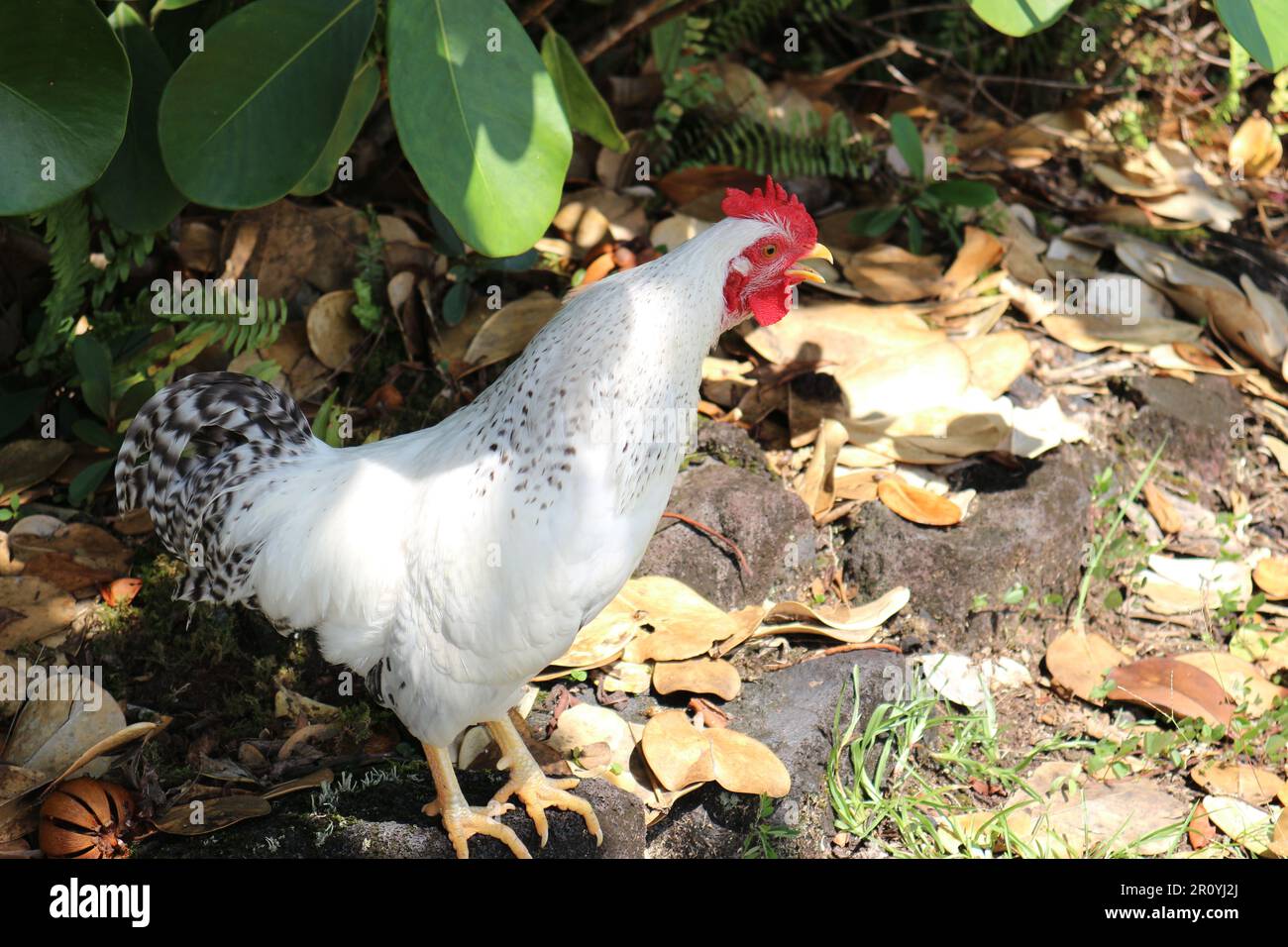 HAWAIIAN WHITE HEN Stock Photo - Alamy