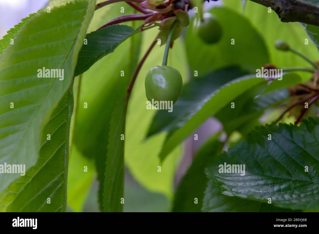 Wild cherry tree (Prunus avium) green drupe Stock Photo - Alamy