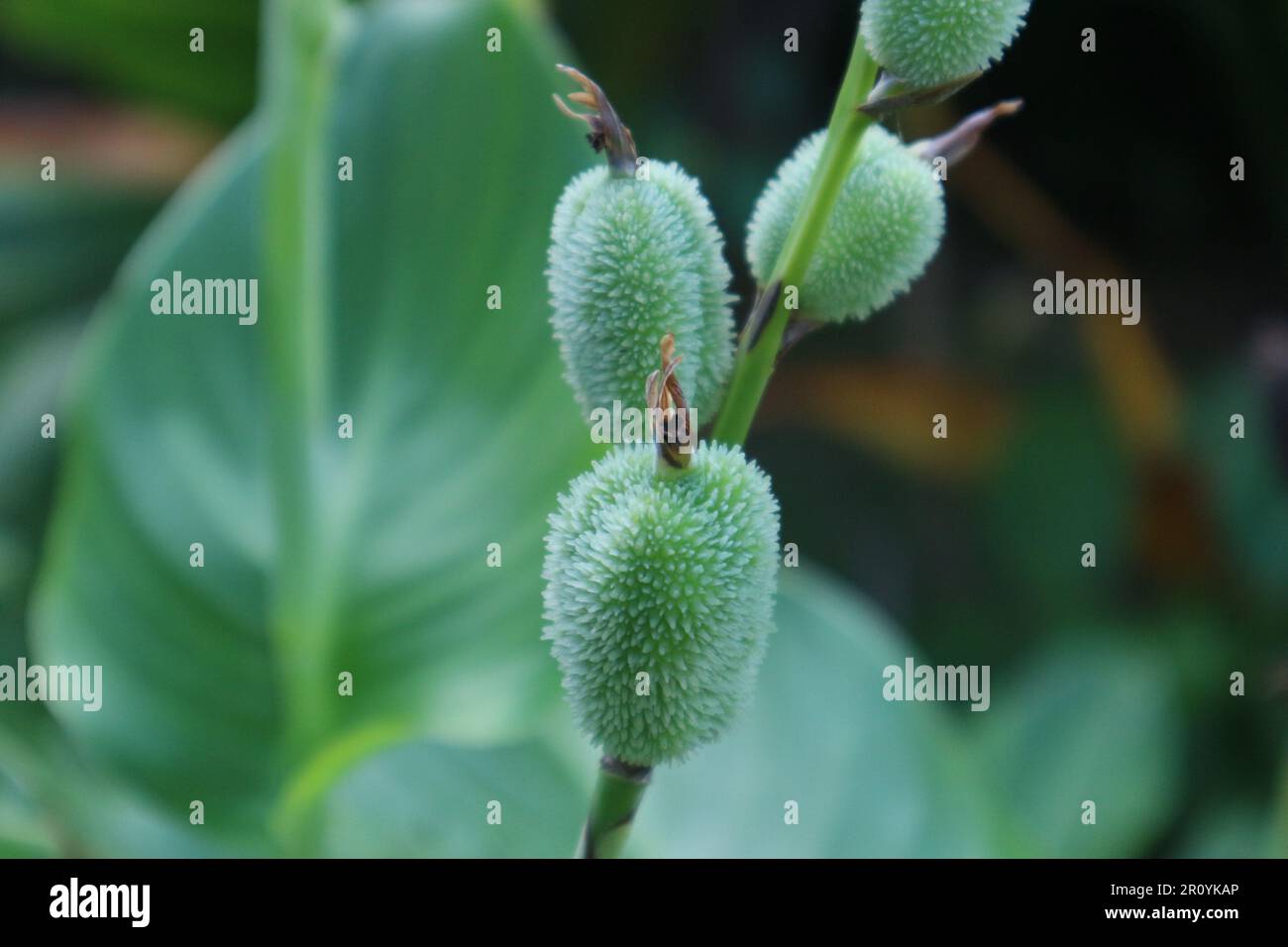 INDIAN SHOT PLANT Stock Photo - Alamy