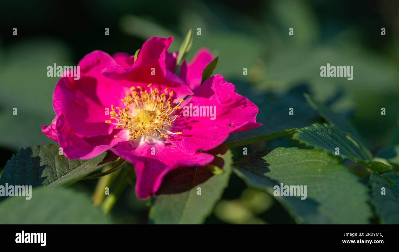 Beautiful pink rosehip flower close-up on blurred green greenery ...