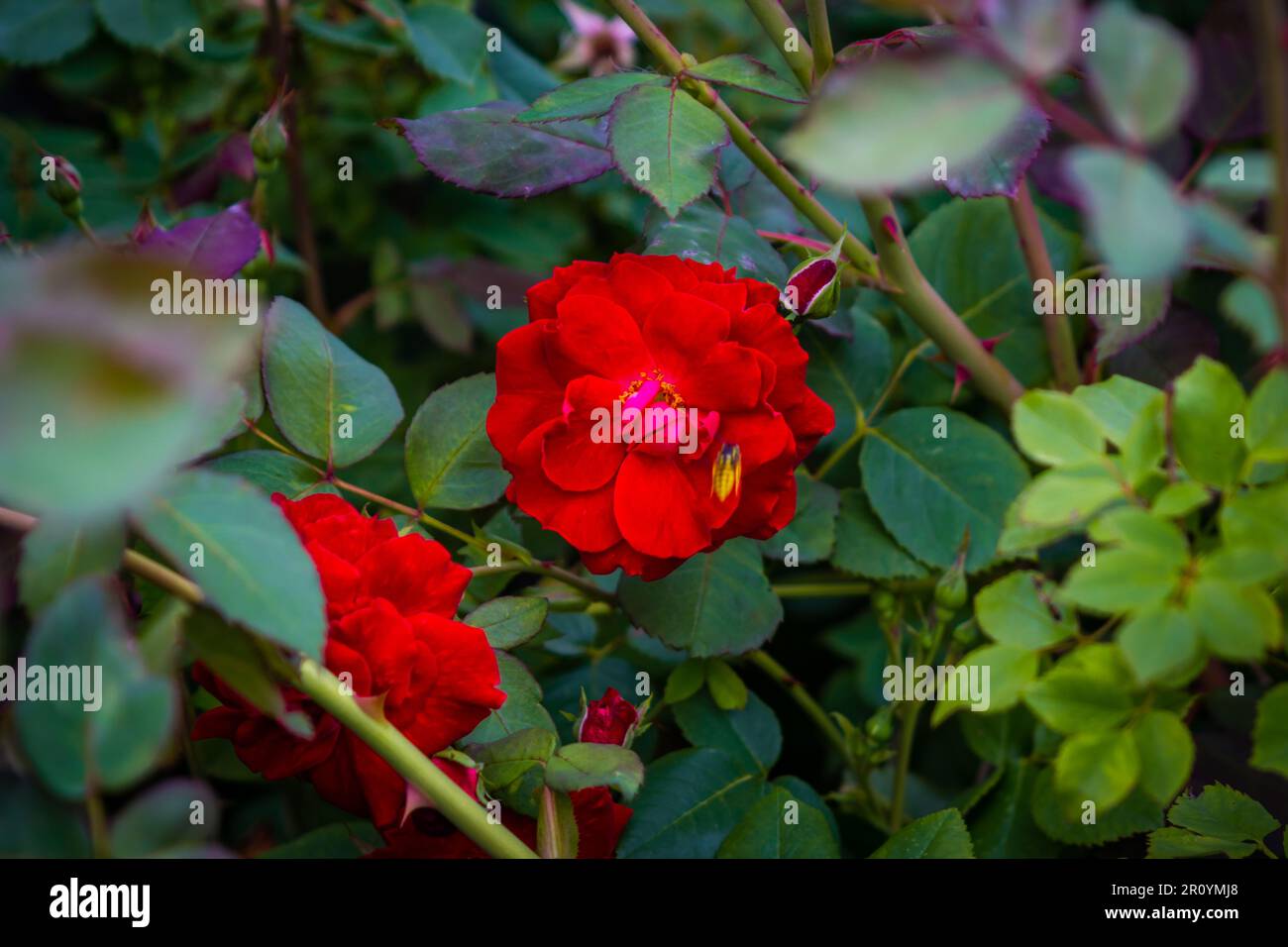 One red rose in full bloom foraged by a bee among the leaves of the ...