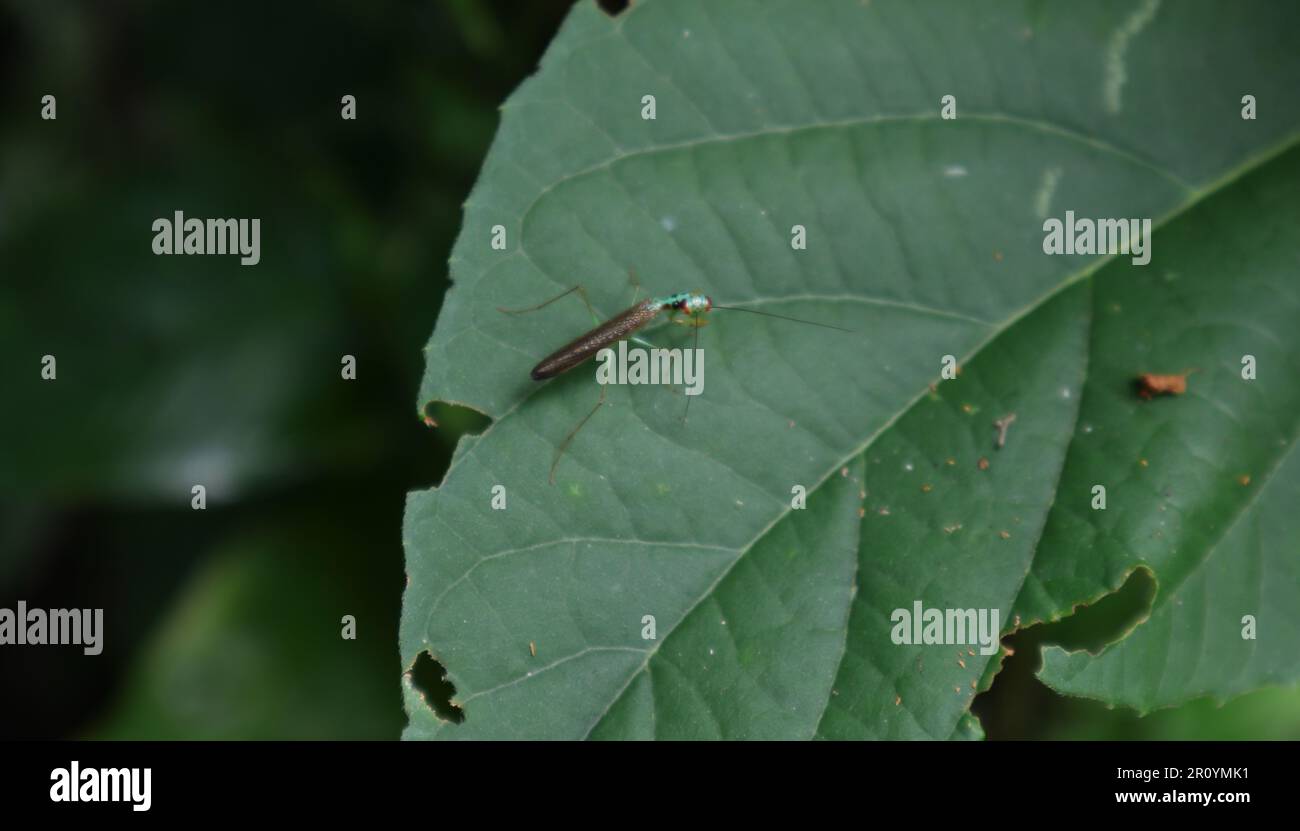 An unknown light blue head insect is looking up while sitting on a ...