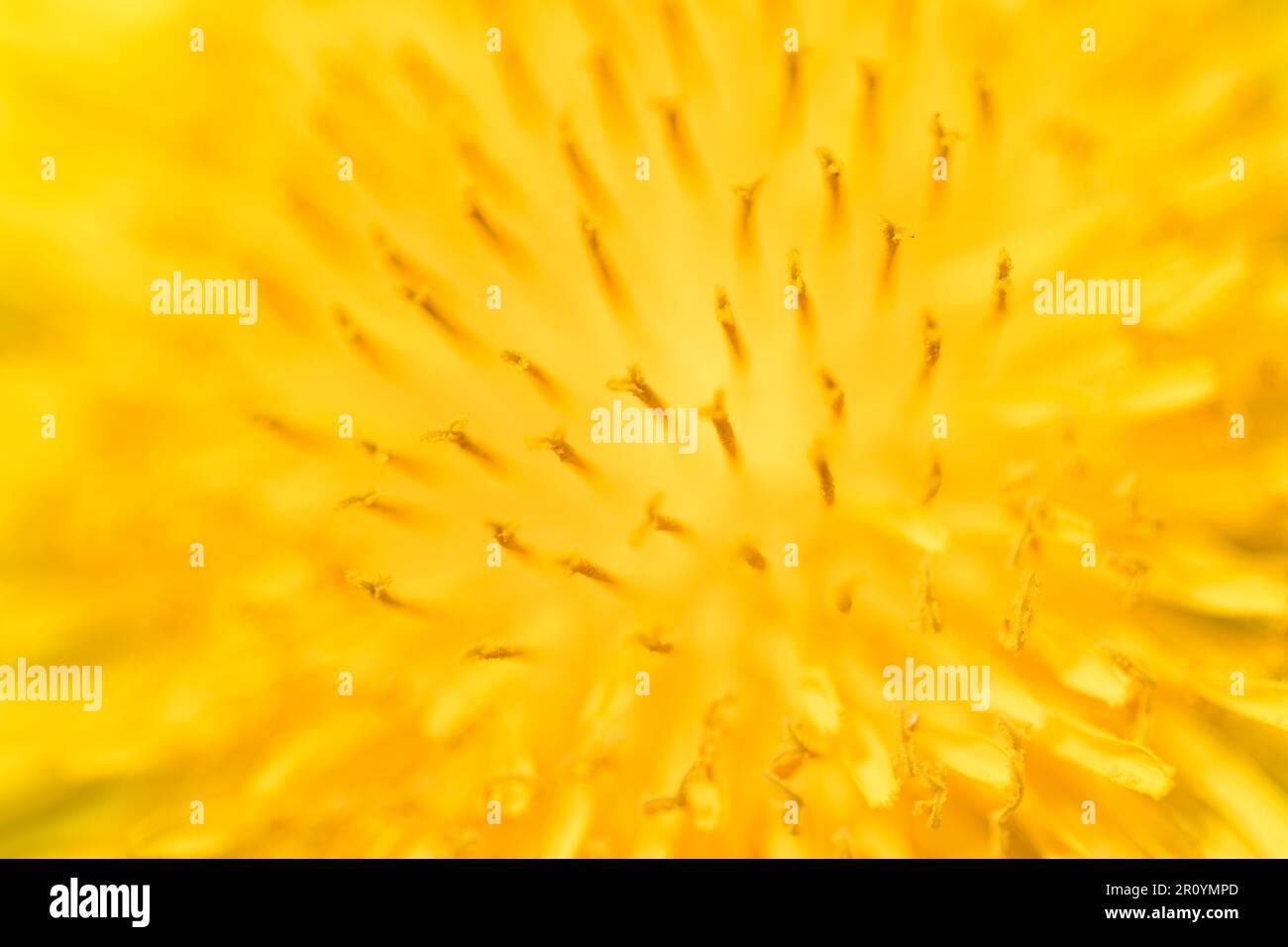 Yellow flower dandelion hi-res stock photography and images - Alamy