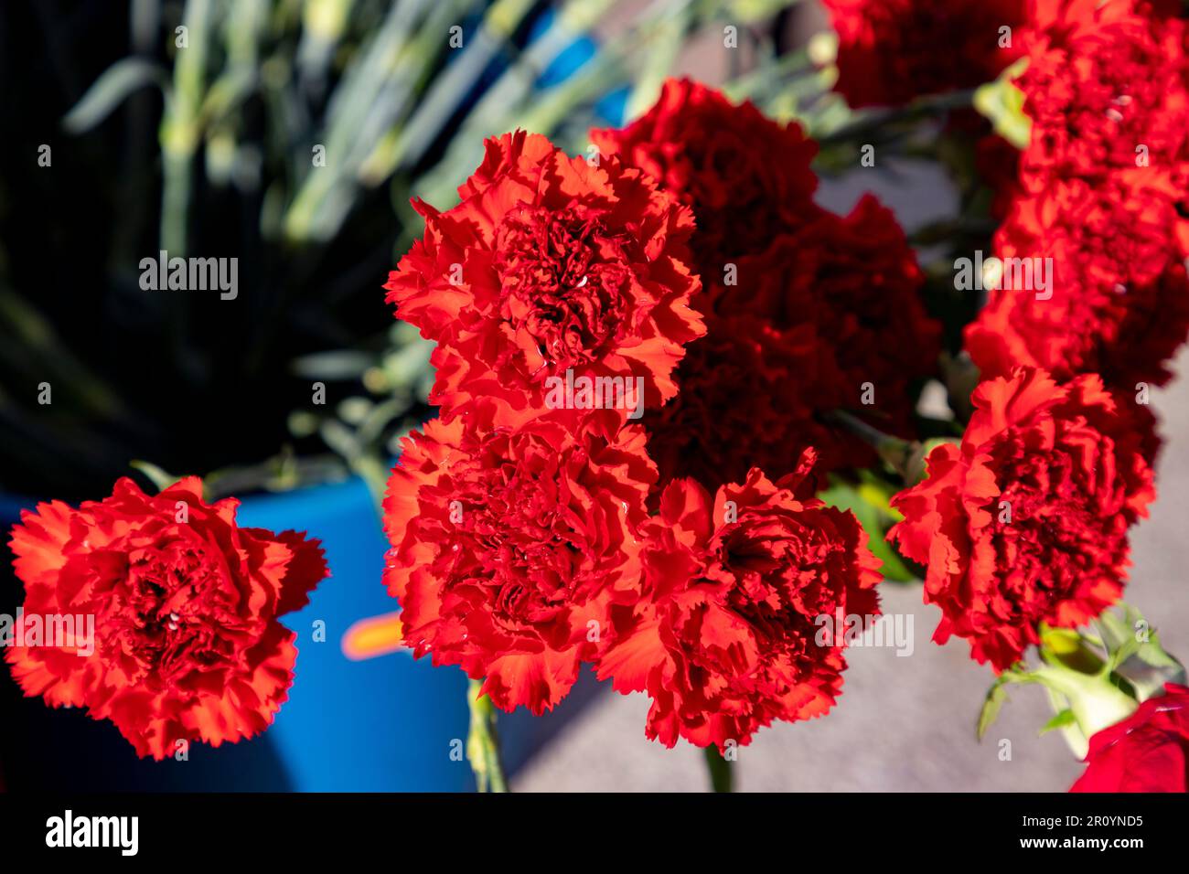 Three carnations hi-res stock photography and images - Alamy