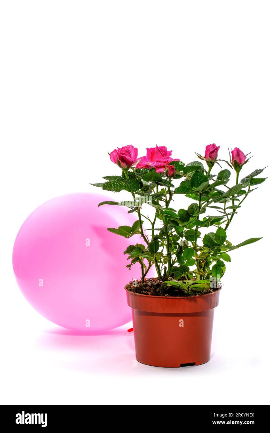 Indoor rose bush in a pot with a balloon Stock Photo - Alamy