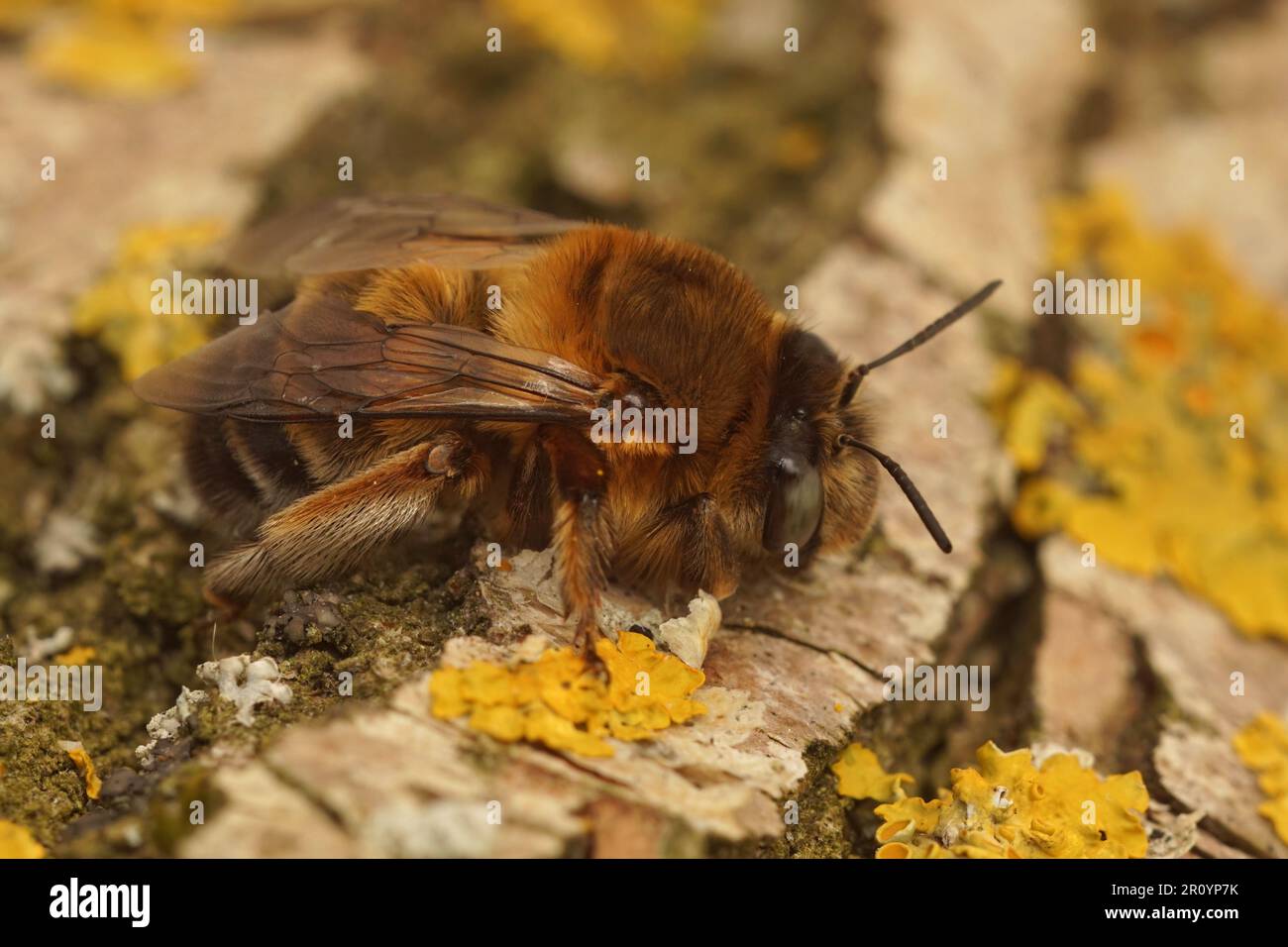 Natural closeup on the bulky and hairy female Anthophora affinis ...