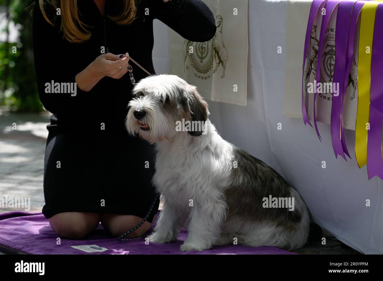New York, USA. 10th May, 2023. With his handler Janice Hayes, ‘Buddy ...