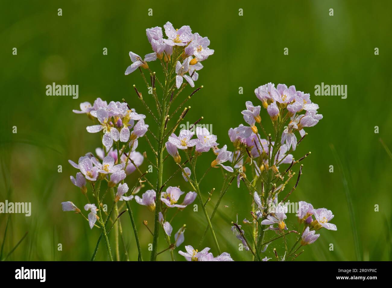 Cardamine pratensis, the cuckoo flower in meadow Stock Photo - Alamy