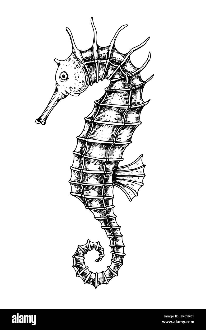 Seahorse. Vector hand drawn illustration of Sea Horse on isolated ...