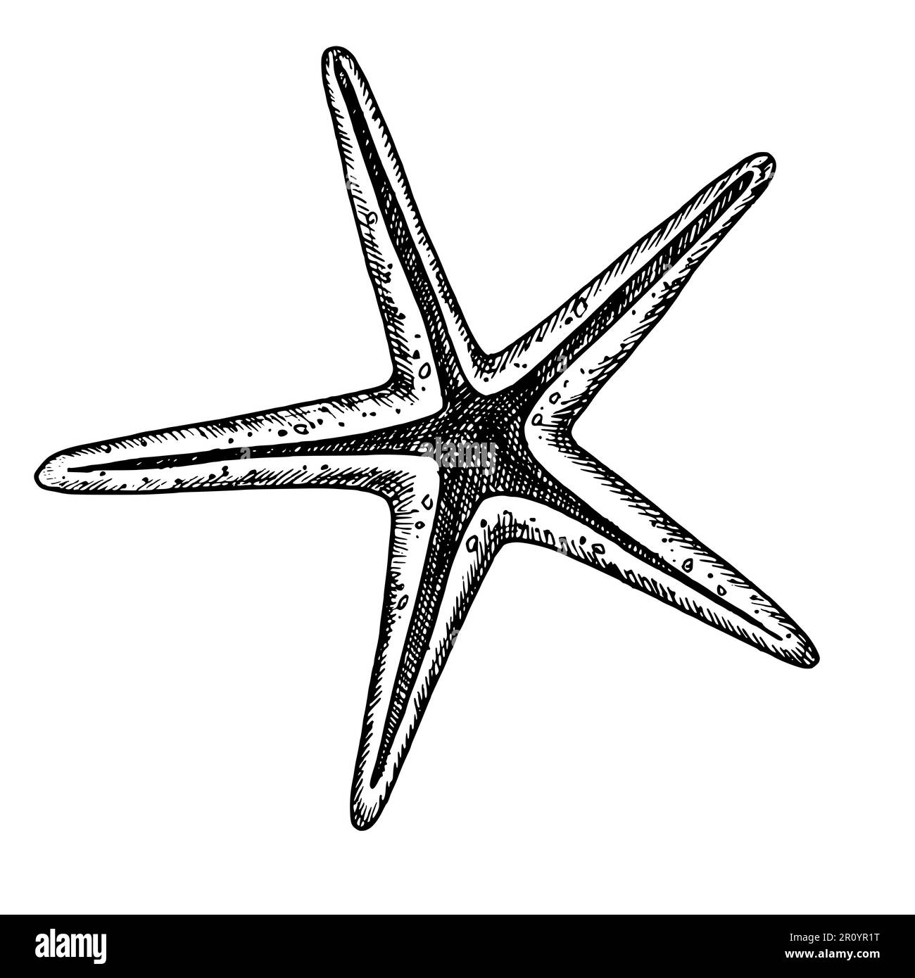 Black Starfish Vector