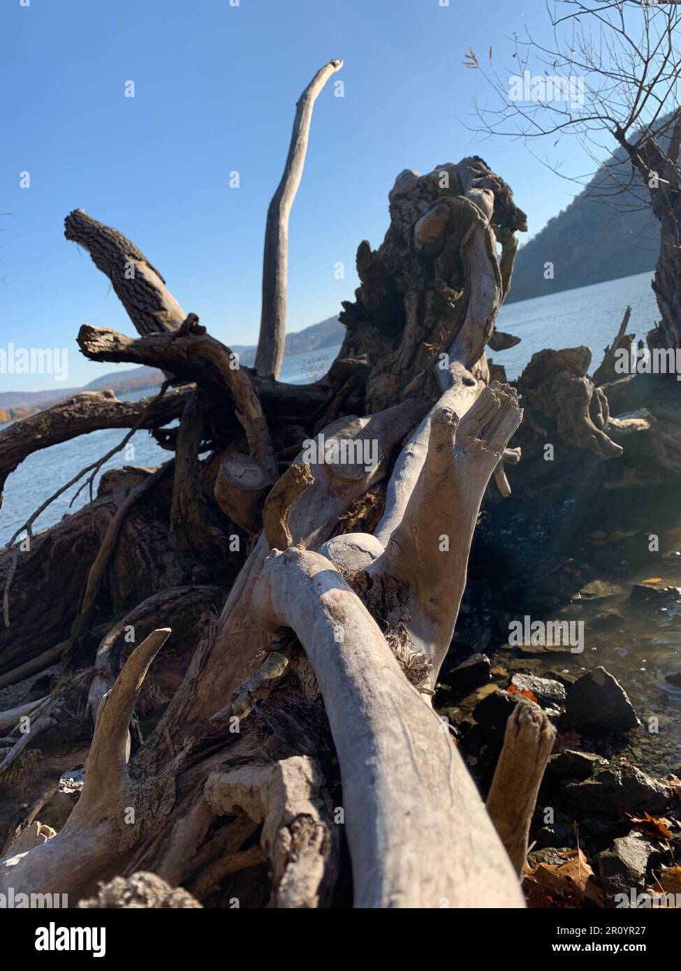A scene of a large driftwood log floating in the vast ocean, covered in ...