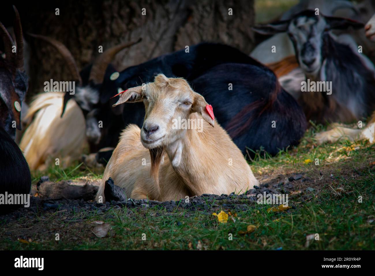 Heard of goats resting Stock Photo - Alamy