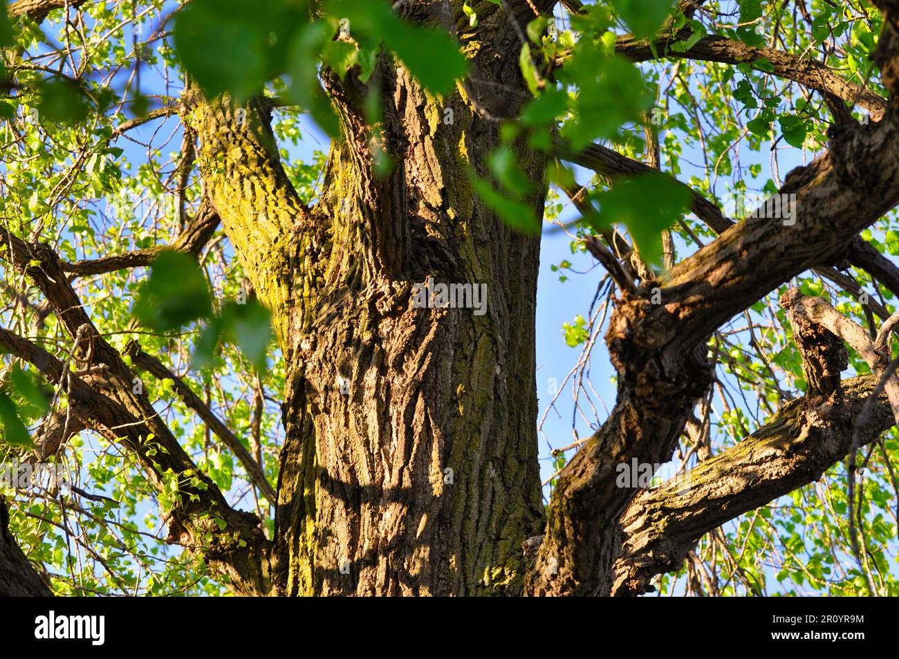 Tree trunk bathing in sunshine with leaves Stock Photo - Alamy