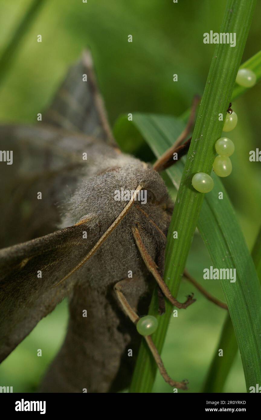Female hawk moth hi-res stock photography and images - Alamy